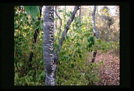 Ben Pranger | Biography | Pollock Krasner Image Collection